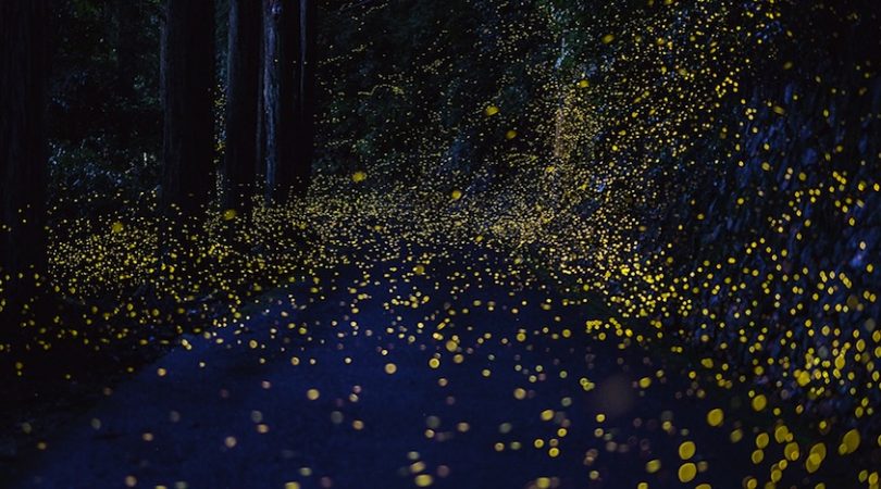 Top 15 Best Attractions In Selangor You Should See