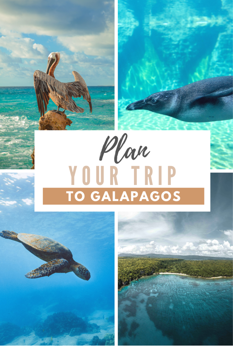 Planning a Trip to Galapagos: How Many Days Do You Need to Explore ...